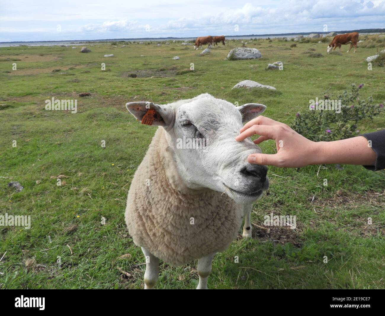 Petting sheep hi-res stock photography and images - Alamy