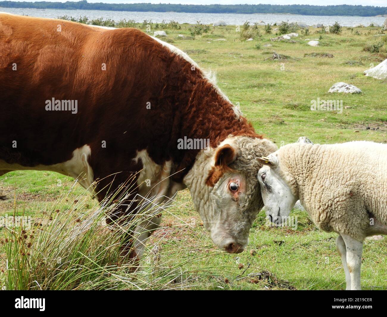 Head to head Stock Photo - Alamy