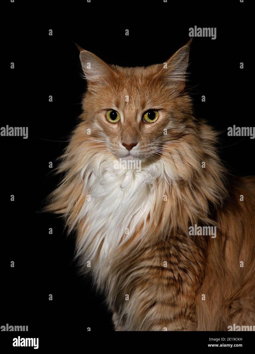 Fluffy Maine Coon cat Stock Photo - Alamy