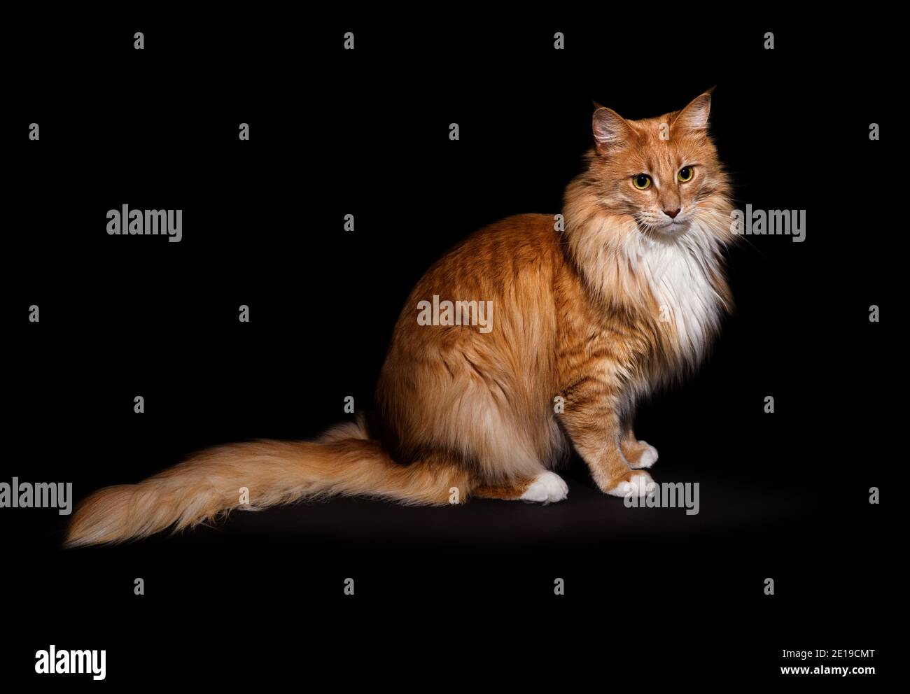 Fluffy Maine Coon cat Stock Photo - Alamy