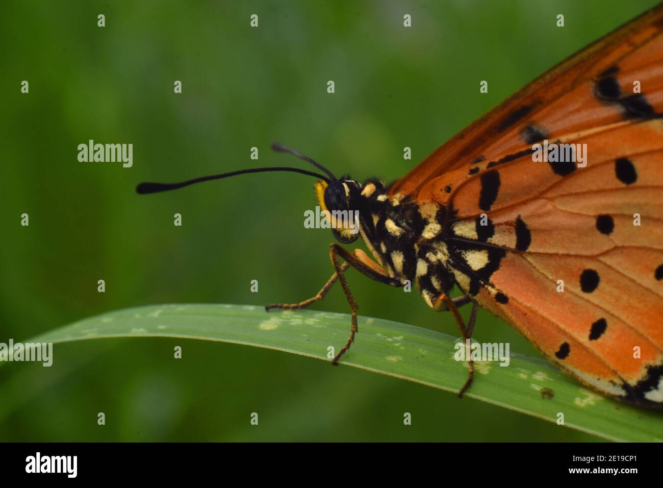 Common in grassland and scrub habitats hi-res stock photography and ...