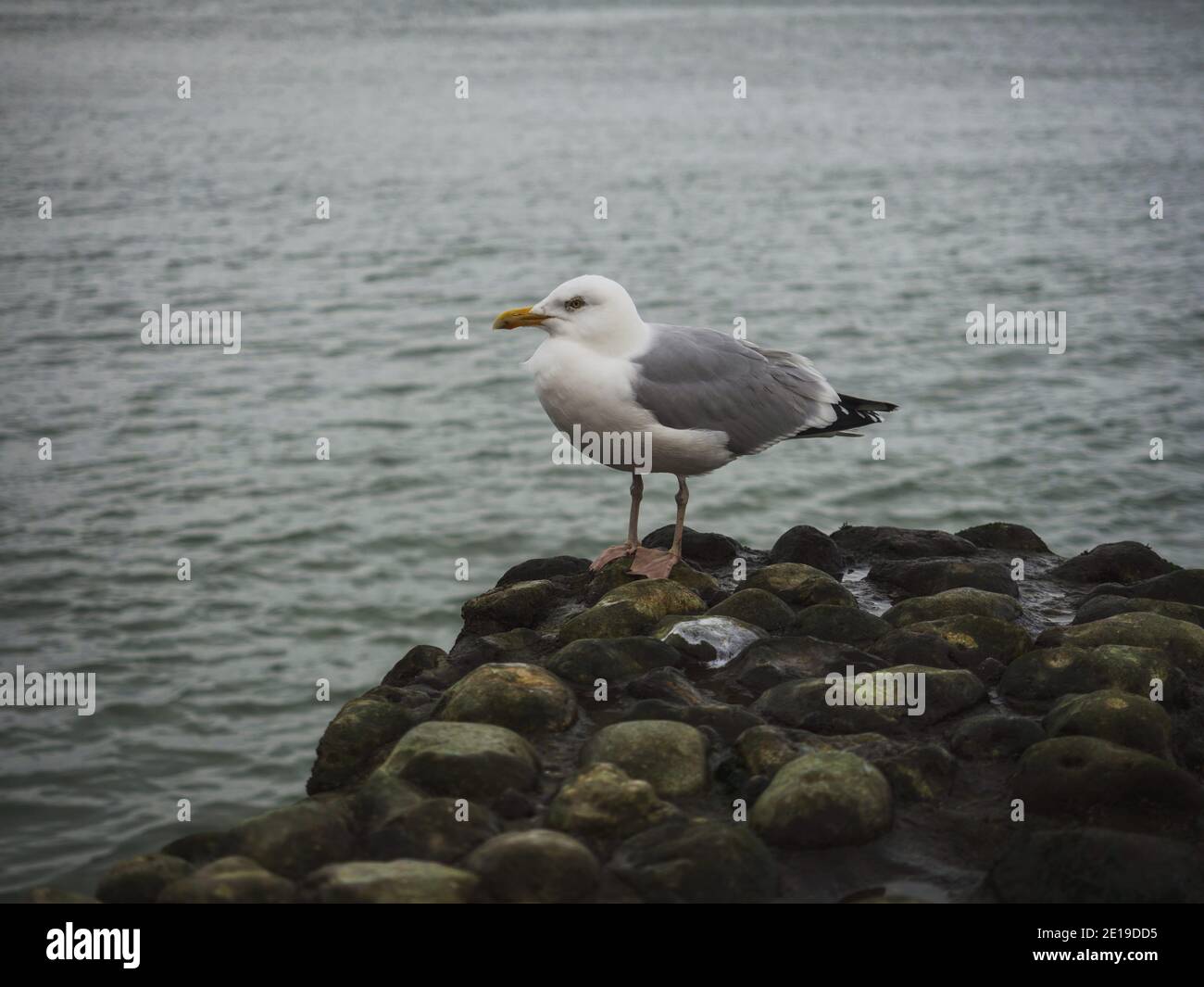 Side view of adult european herring gull larus argentatus sitting on ...