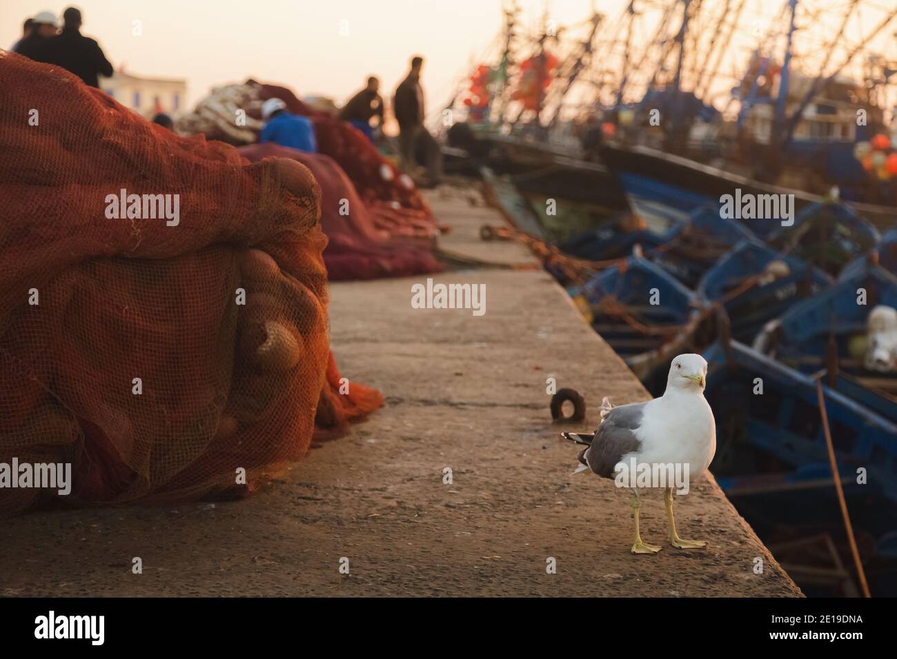 A seagull stands alongside some fishing gear portside at Scala Harbour ...