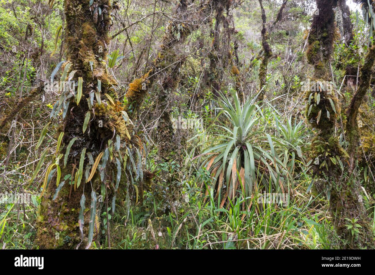 Montane temperate forest hi-res stock photography and images - Alamy