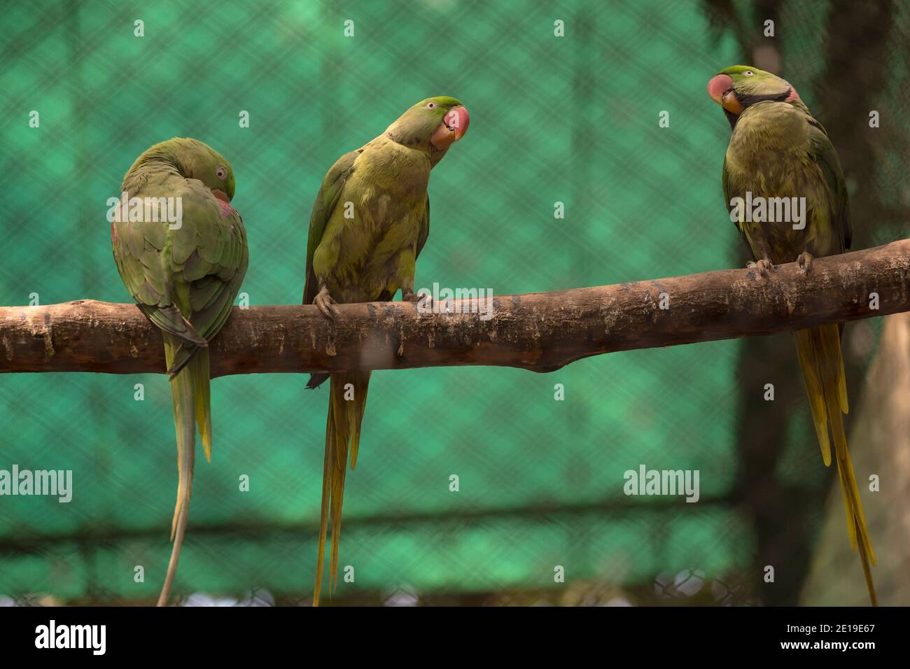 Three green parakeets (Psittacula eupatria), also known as the ...