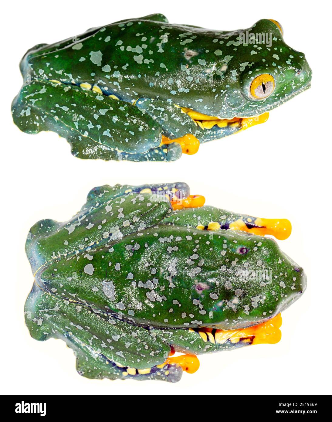 Amazon leaf frog (Cruziohyla craspedopus), Ecuador Stock Photo - Alamy