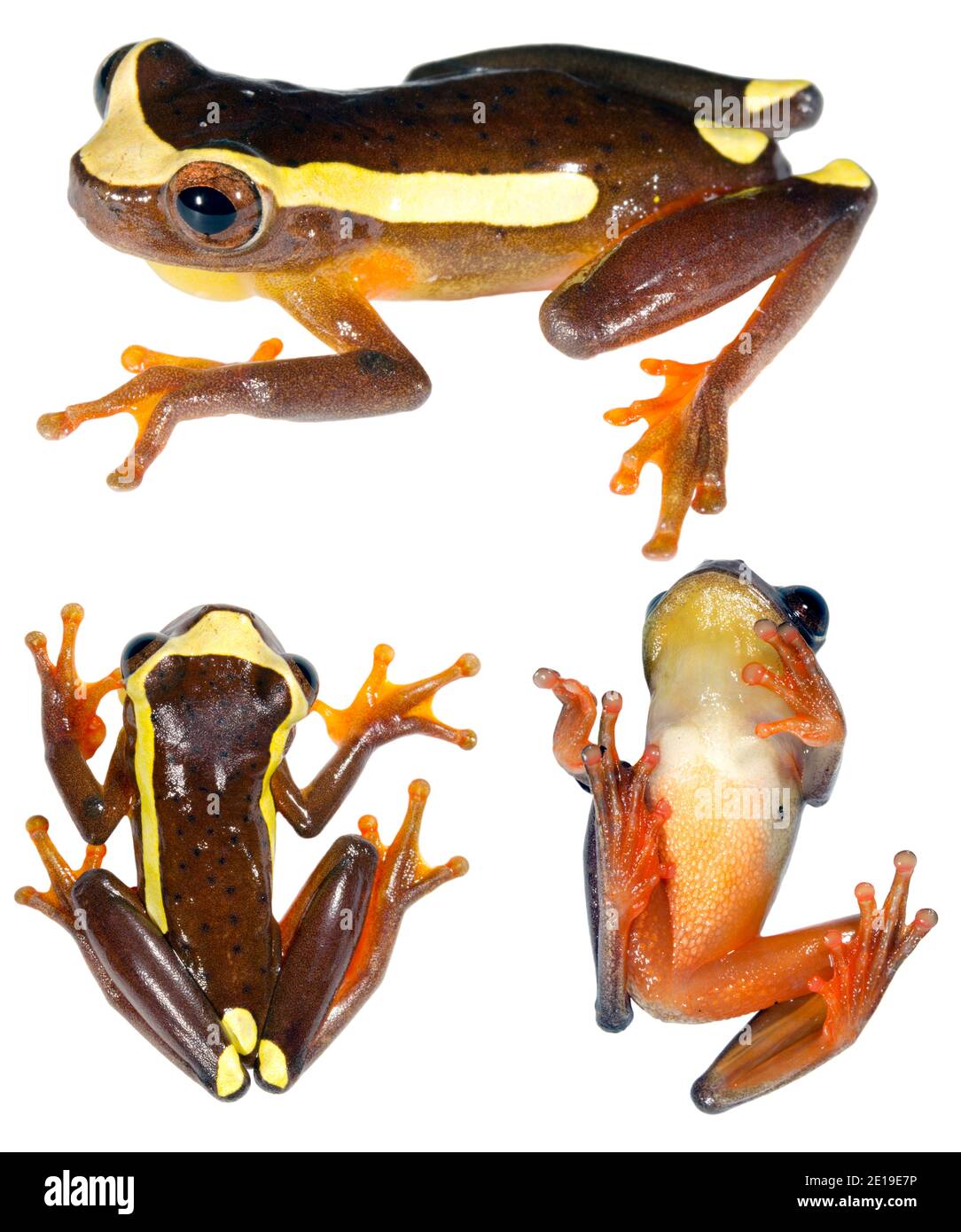 Upper Amazon Treefrog (Dendropsophus bifurcus) in three poses, from ...
