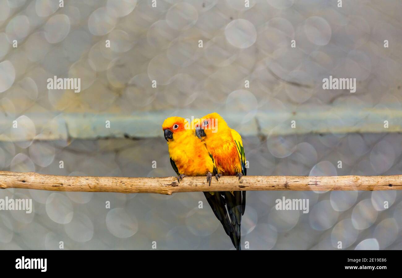 Two Sun Parakeets (Aratinga solstitialis), also known as the Sun Conure ...
