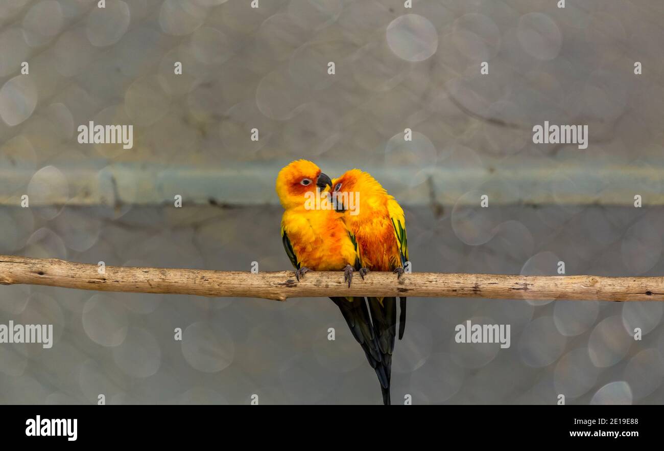 Two Sun Parakeets (Aratinga solstitialis), also known as the Sun Conure ...