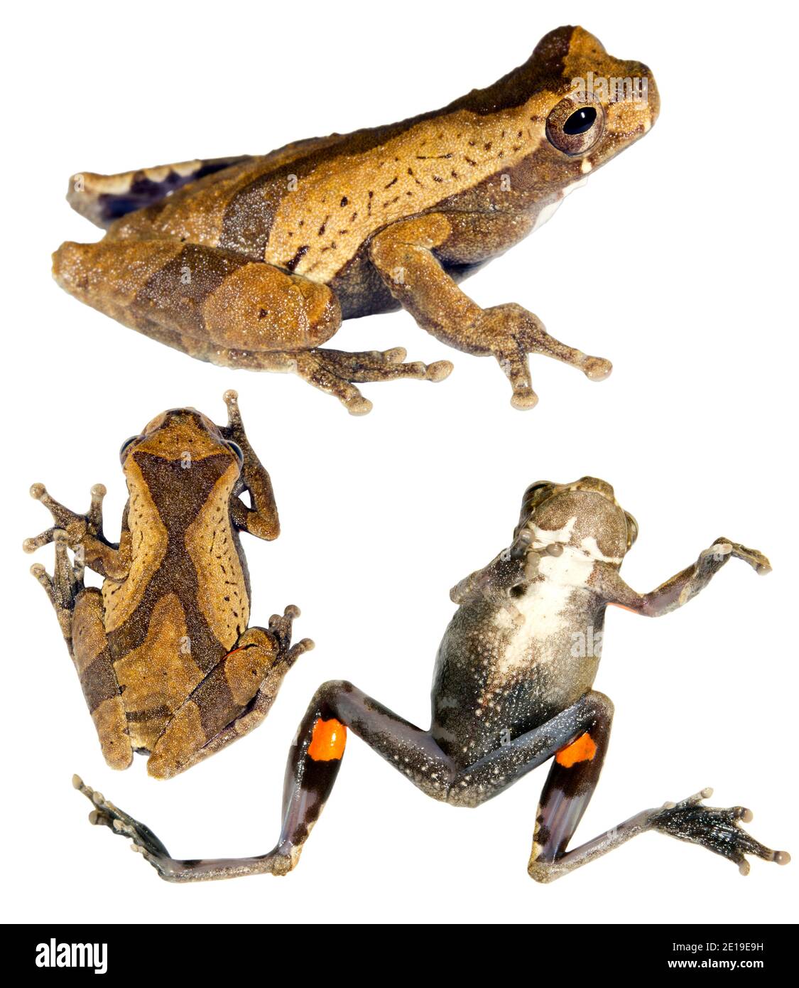 Least Treefrog (Dendropsophus parviceps) from Ecuador Stock Photo - Alamy