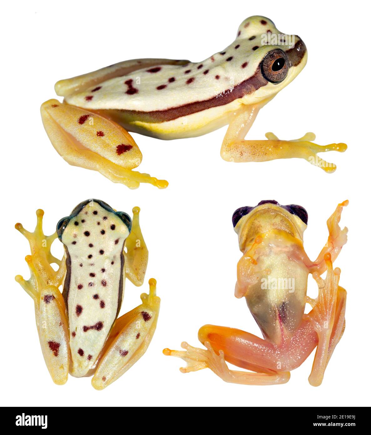 Amazon rainforest tree frog Cut Out Stock Images & Pictures - Alamy