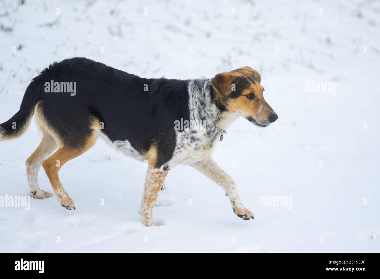 Chasing the mouse hi-res stock photography and images - Alamy