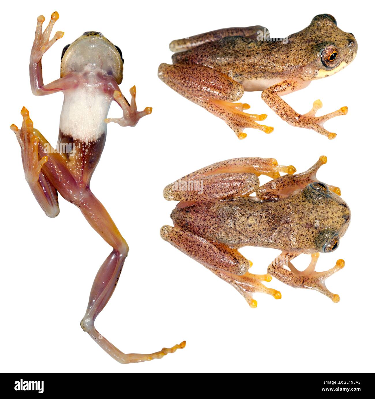 Ecuador animal frog treefrog Cut Out Stock Images & Pictures - Alamy