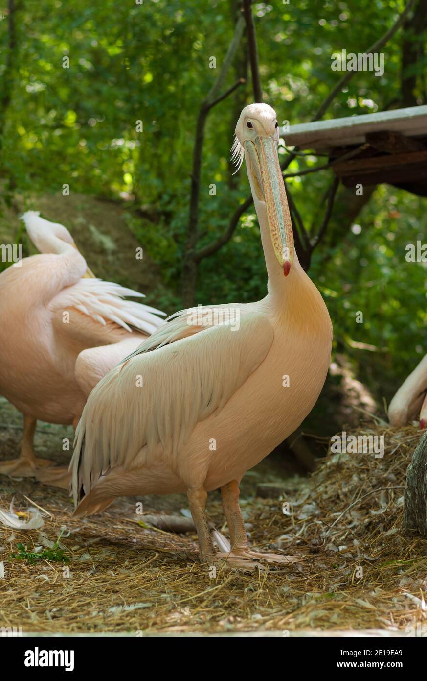 Full body portrait of white pelican standing near its nest Stock Photo ...