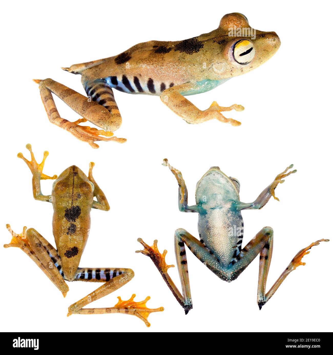 Boana calcarata hi-res stock photography and images - Alamy