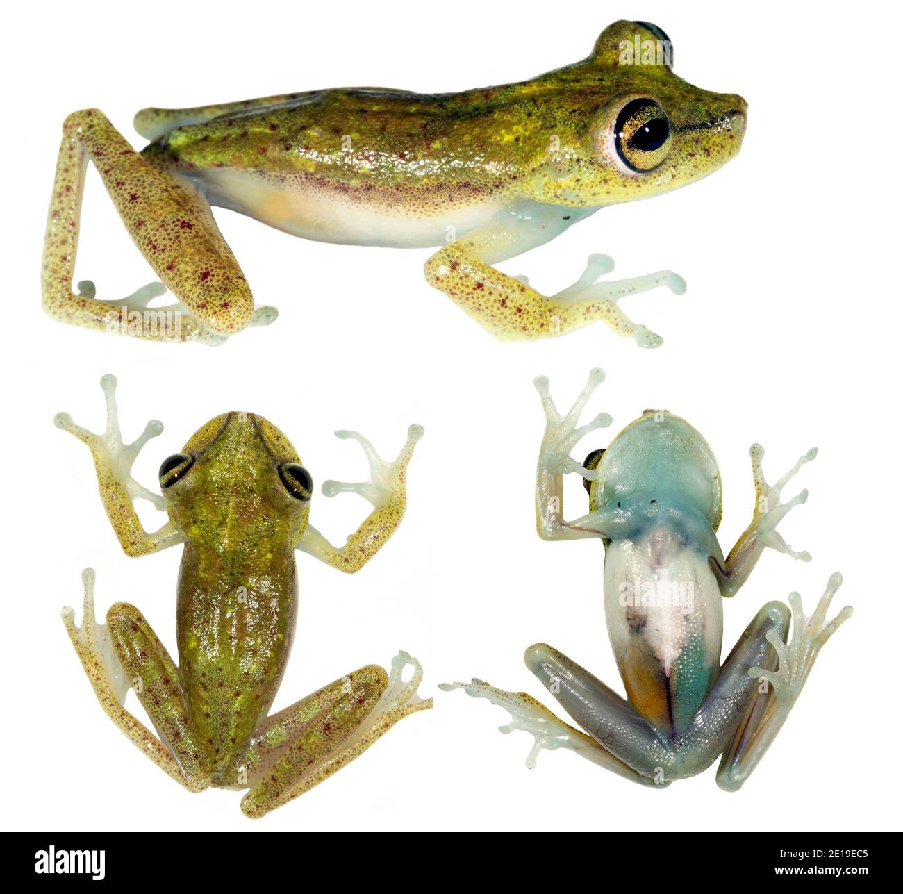 Nymph Treefrog (Boana nympha) from Ecuador Stock Photo - Alamy