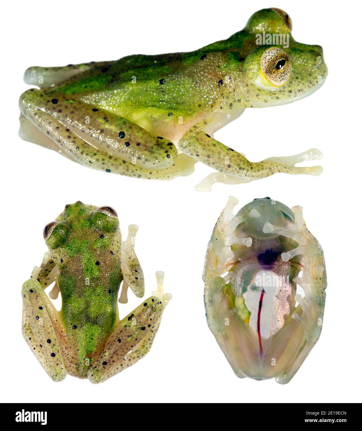 Frog anatomy hi-res stock photography and images - Alamy