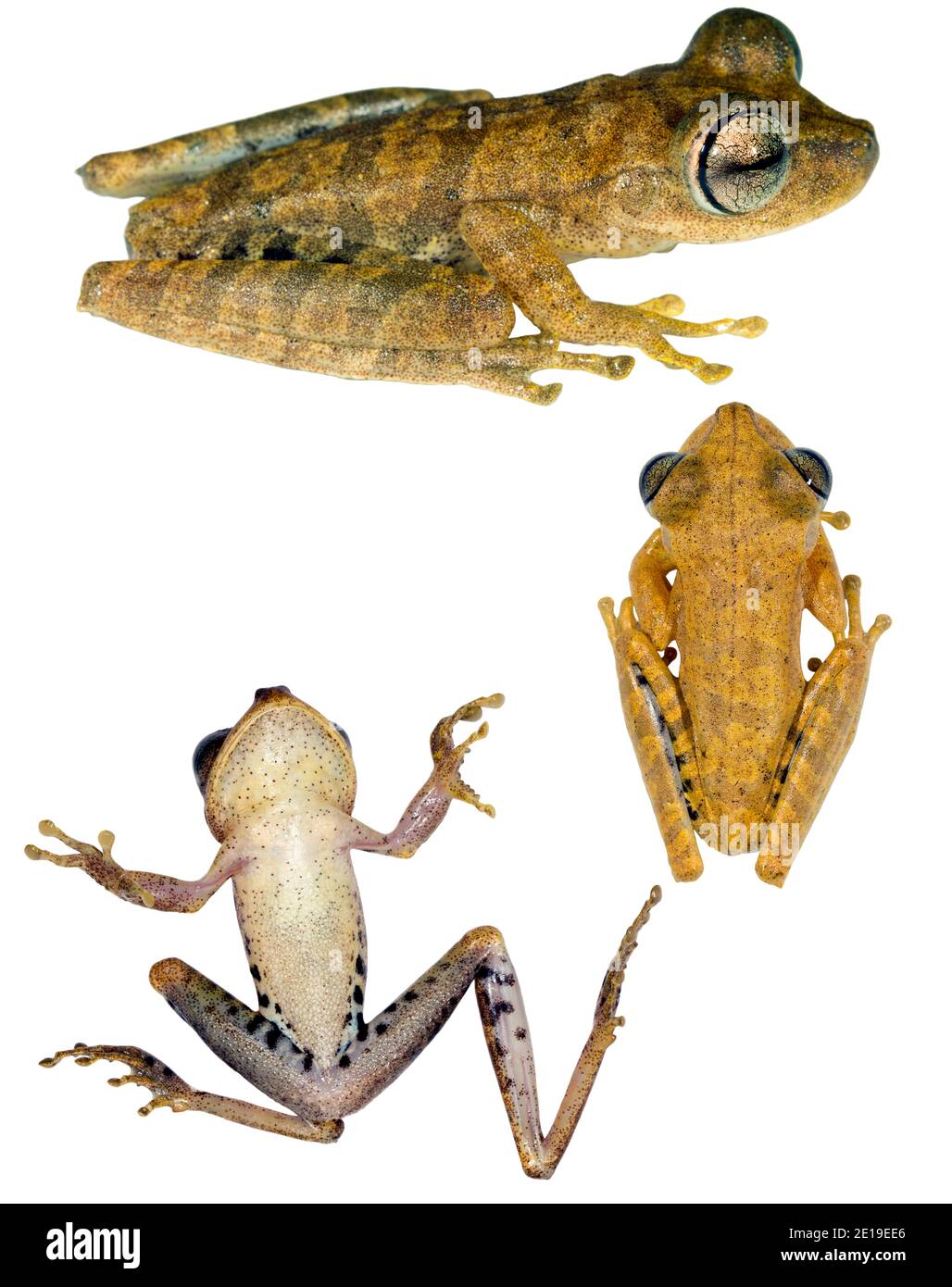 Tetete Treefrog (Hypsiboas tetete) from the Ecuadorian Amazon Stock ...