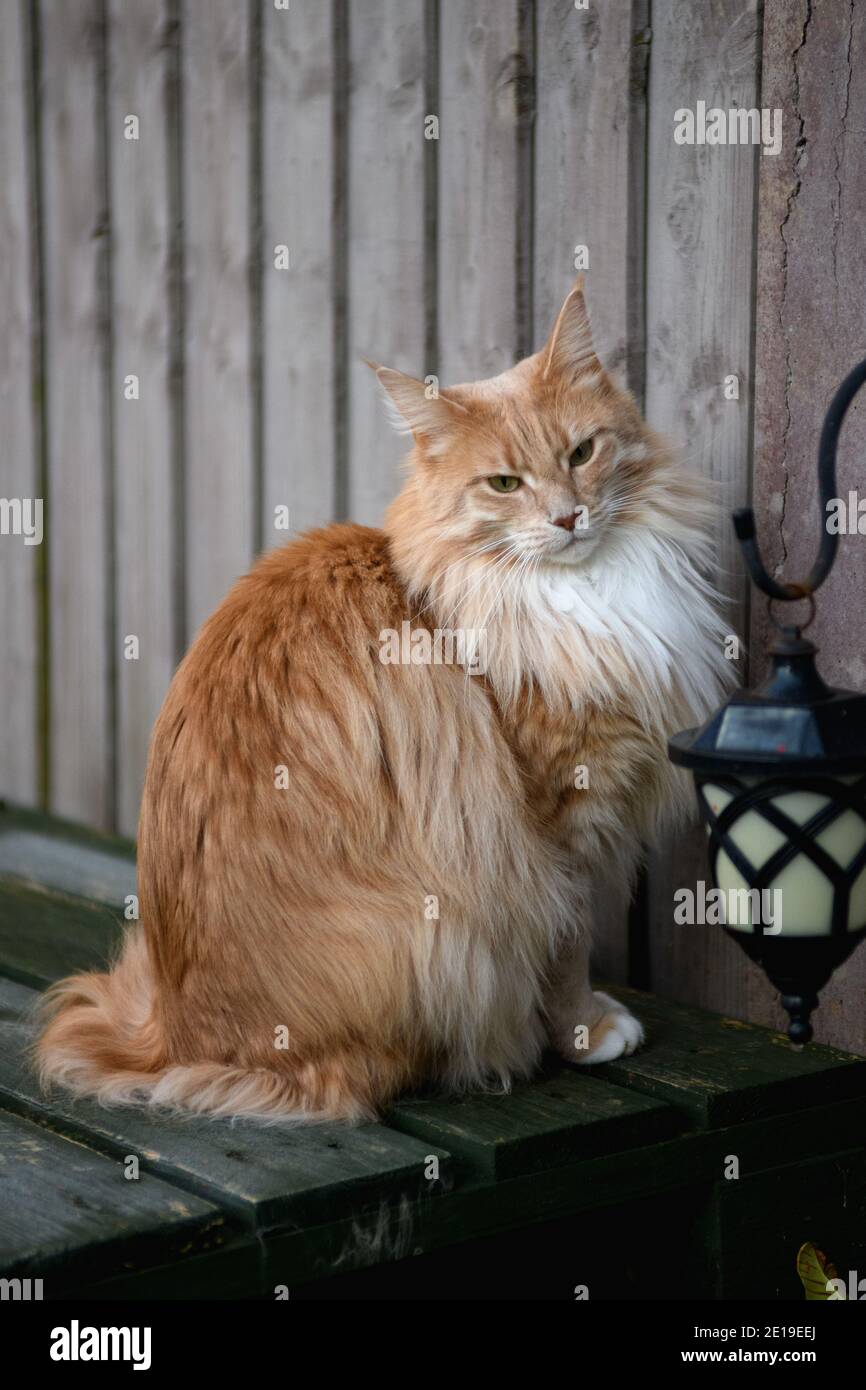 Fluffy Maine Coon cat Stock Photo - Alamy