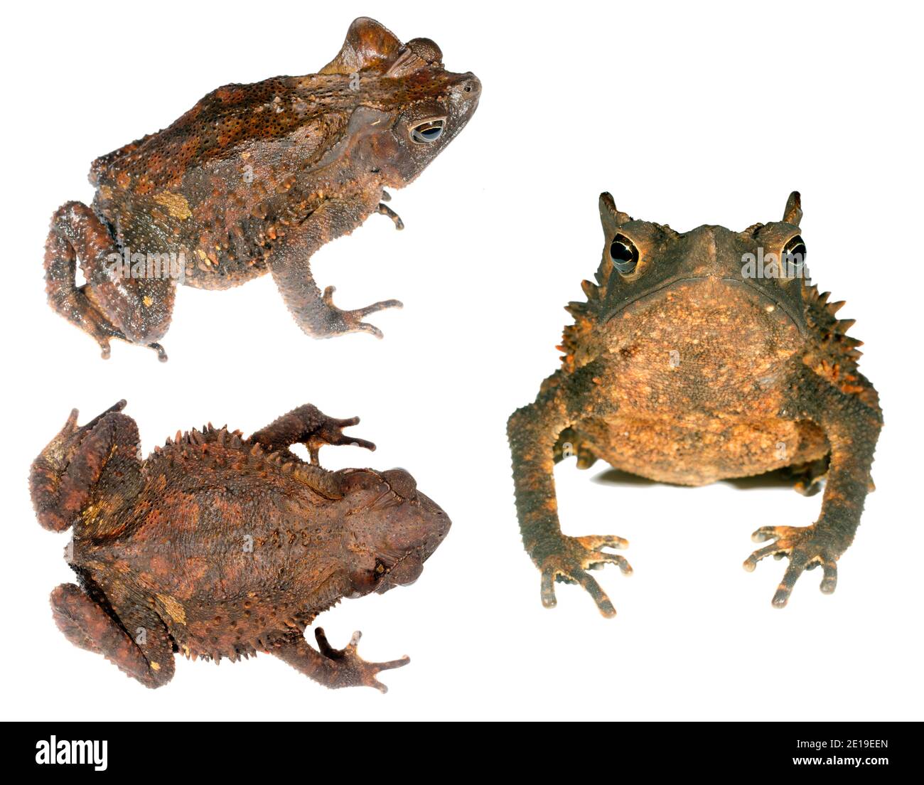 Crested Forest Toad (Rhinella margaritifera) from the Ecuadorian Amazon ...