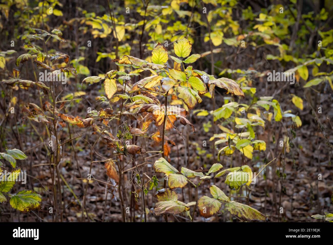 Tree seedlings bathing in golden hour sunlight. Picture from Scania ...