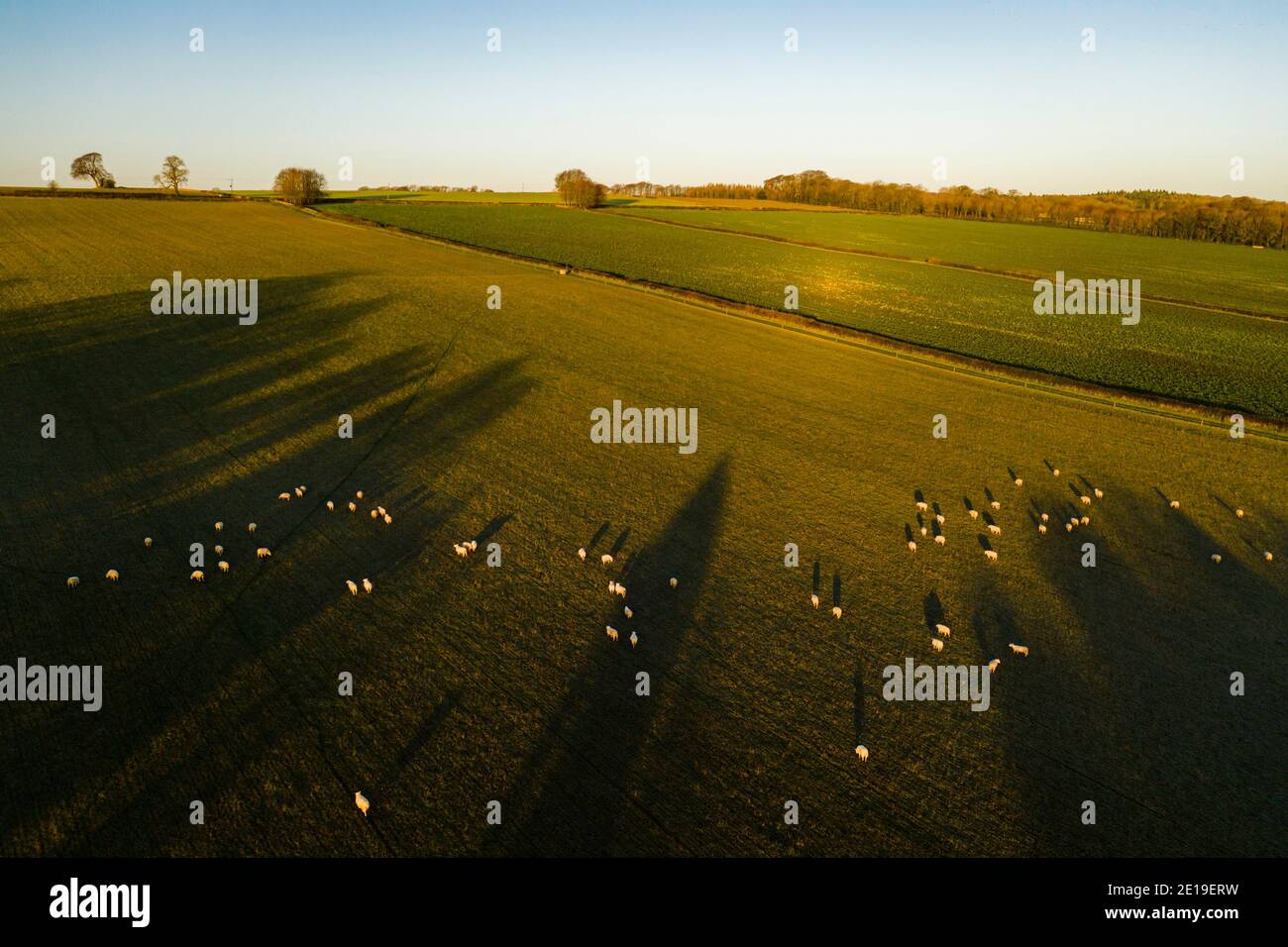 Aerial view british countryside sheep hi-res stock photography and ...