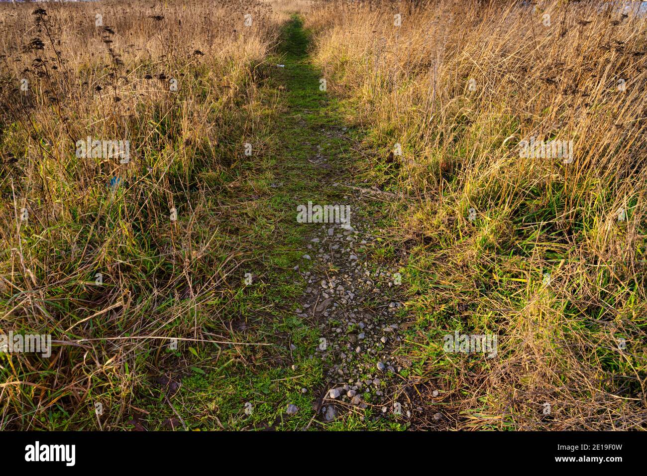 A rural meadow landscape in golden sunset light. Photo from Eslov ...