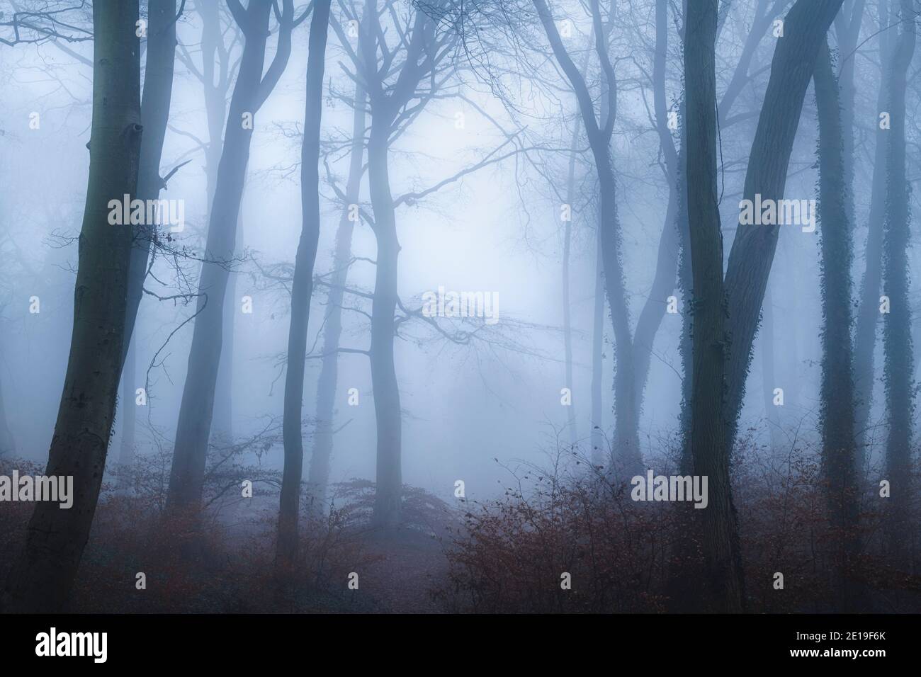 Haunted Halloween scene woods with mysterious spooky scary bare trees ...