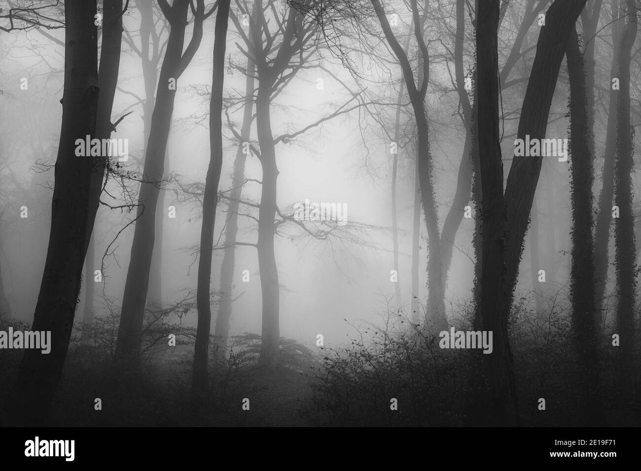 Black and white photo of haunted Halloween scene woods with mysterious ...