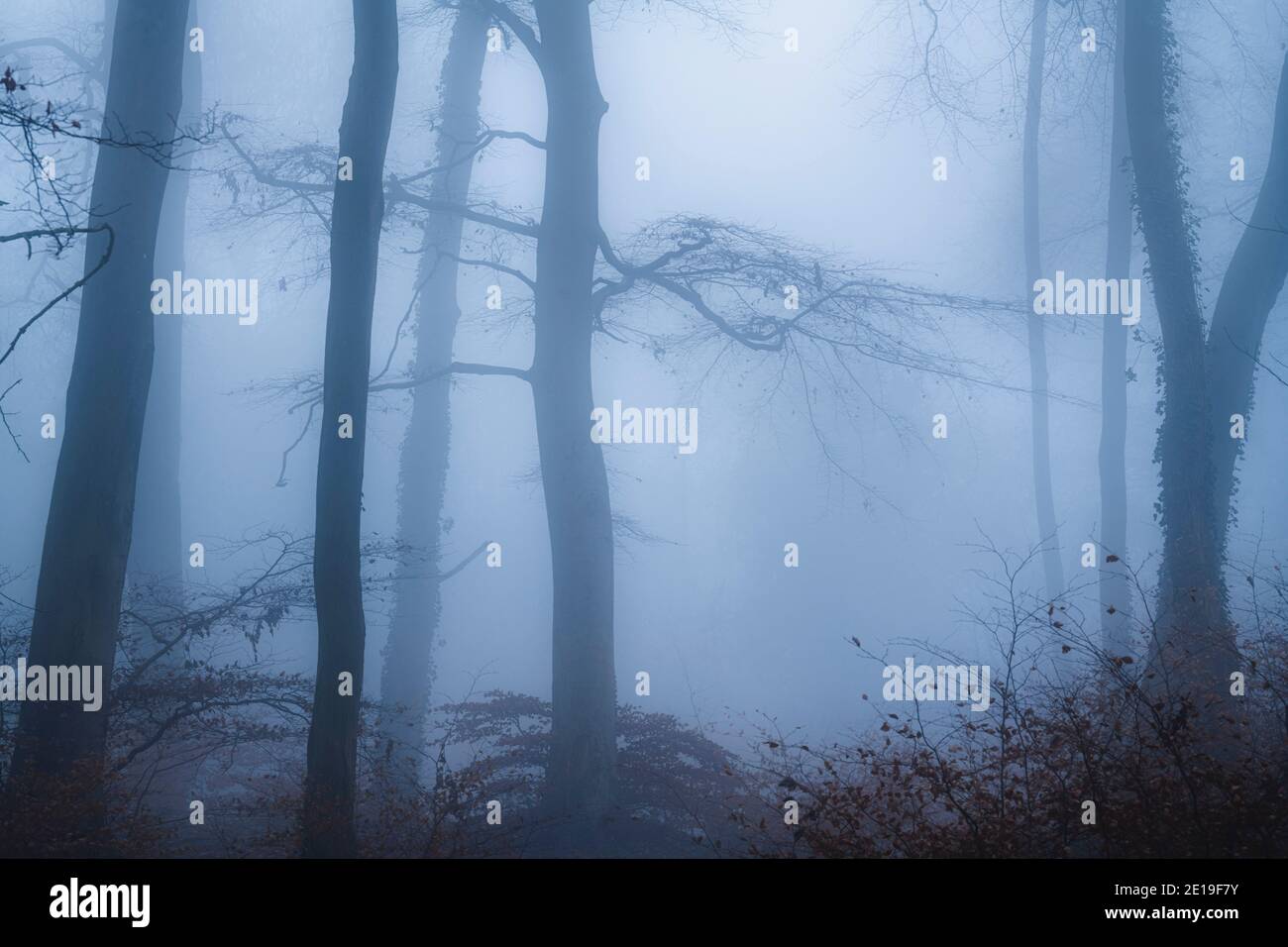 Haunted woods with mysterious spooky scary bare trees and woodlands in ...