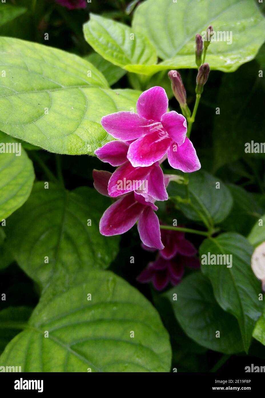 beautiful purple color flower seen in a home garden in Sri Lanka Stock ...