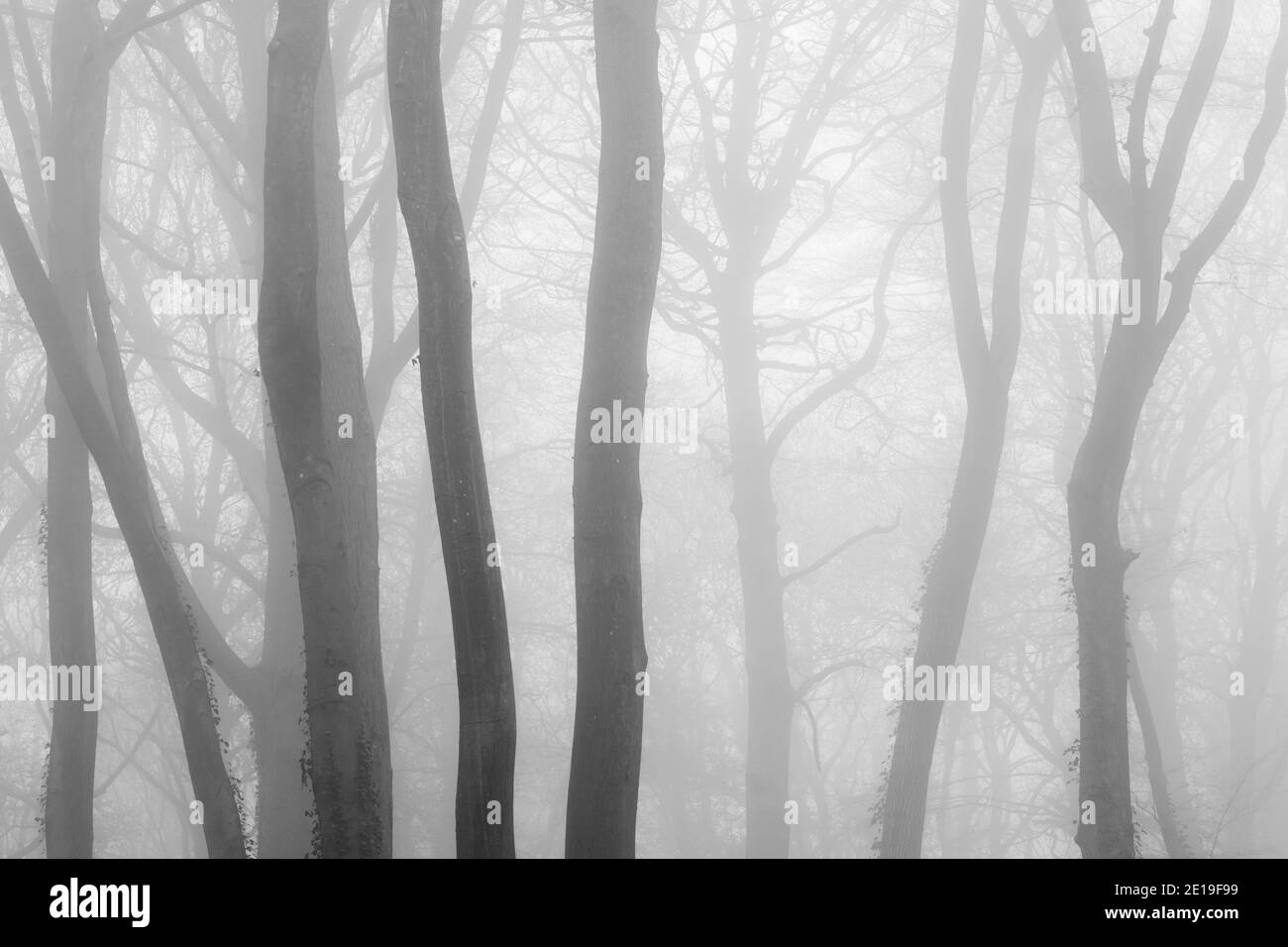 Black and white photo of haunted woods with mysterious spooky bare ...
