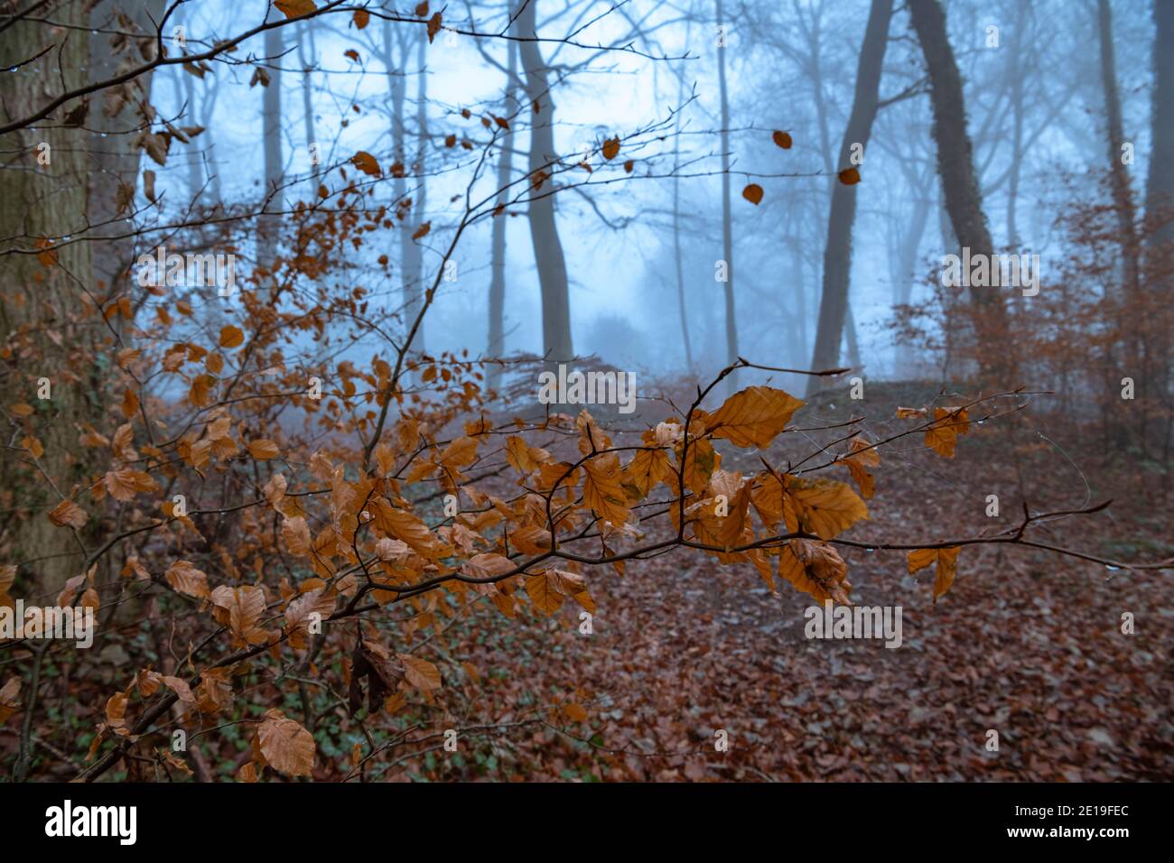 Haunted woods hi-res stock photography and images - Alamy