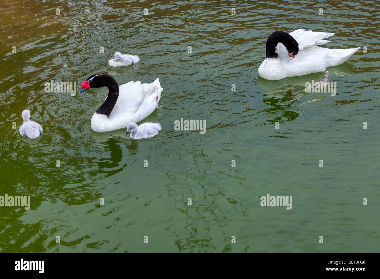 Black-necked swan . Family of rare birds . Waterfowl native to South ...