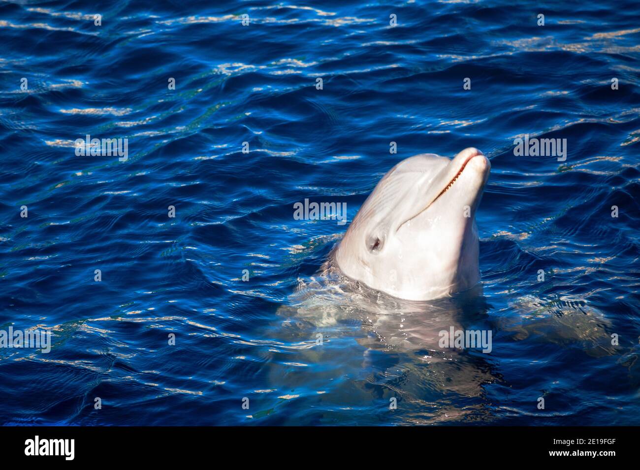 Dolphin underwater bottlenose wild face hi-res stock photography and ...