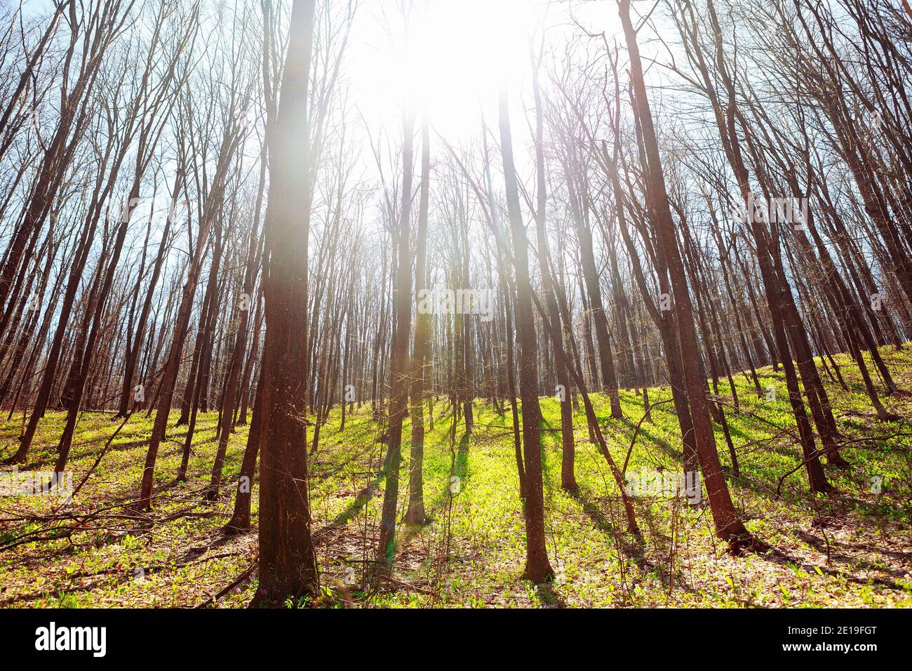 Spring forest trees . Sunlight in the woodland Stock Photo - Alamy