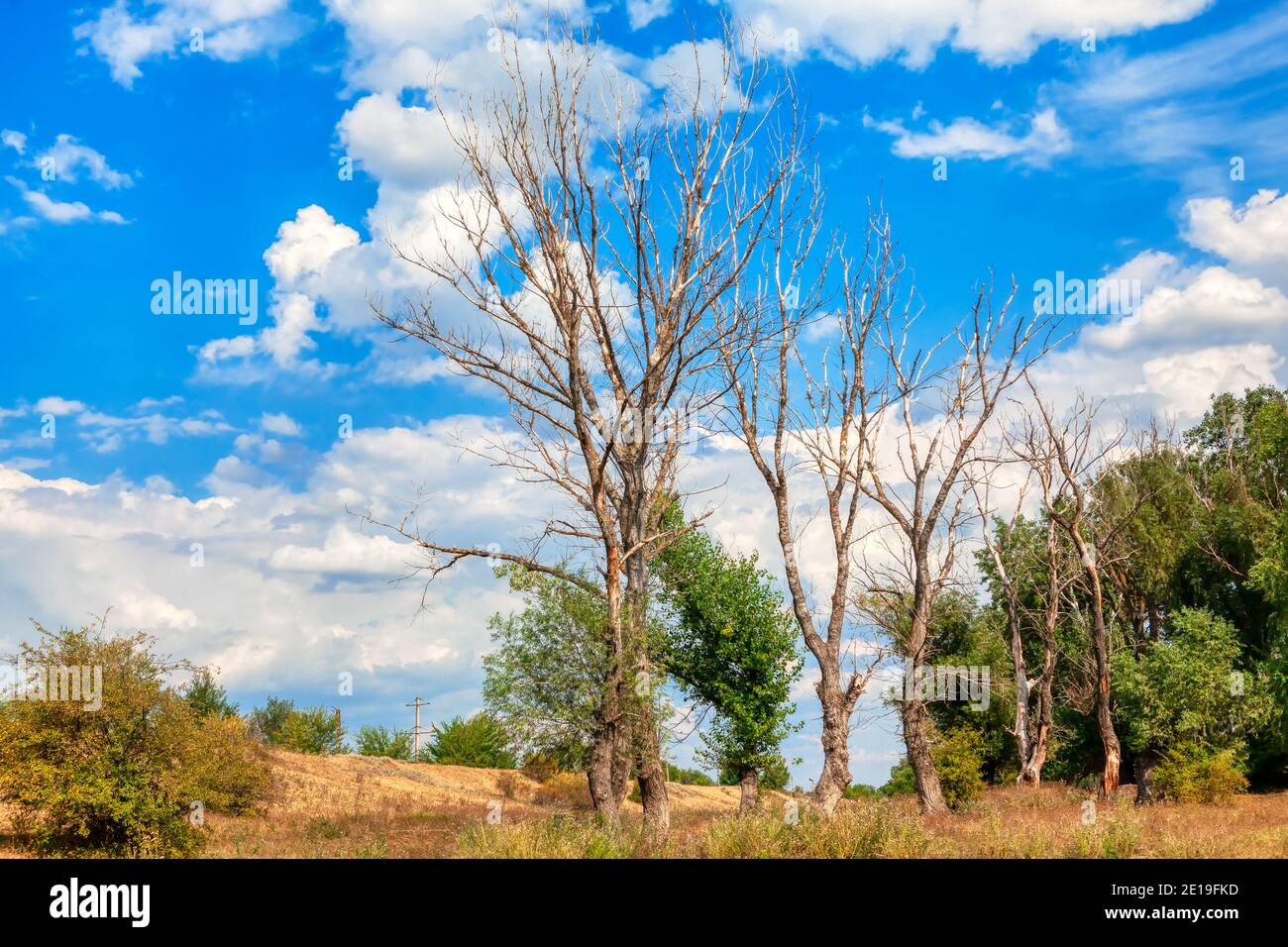 Dry trees in nature . Summer natural scenery Stock Photo - Alamy