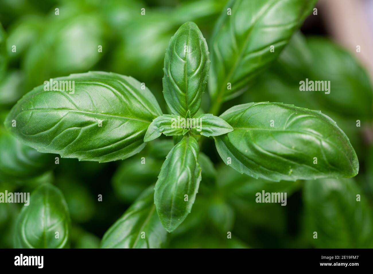 Close up studio shot of fresh green basil herb leaves isolated on white ...