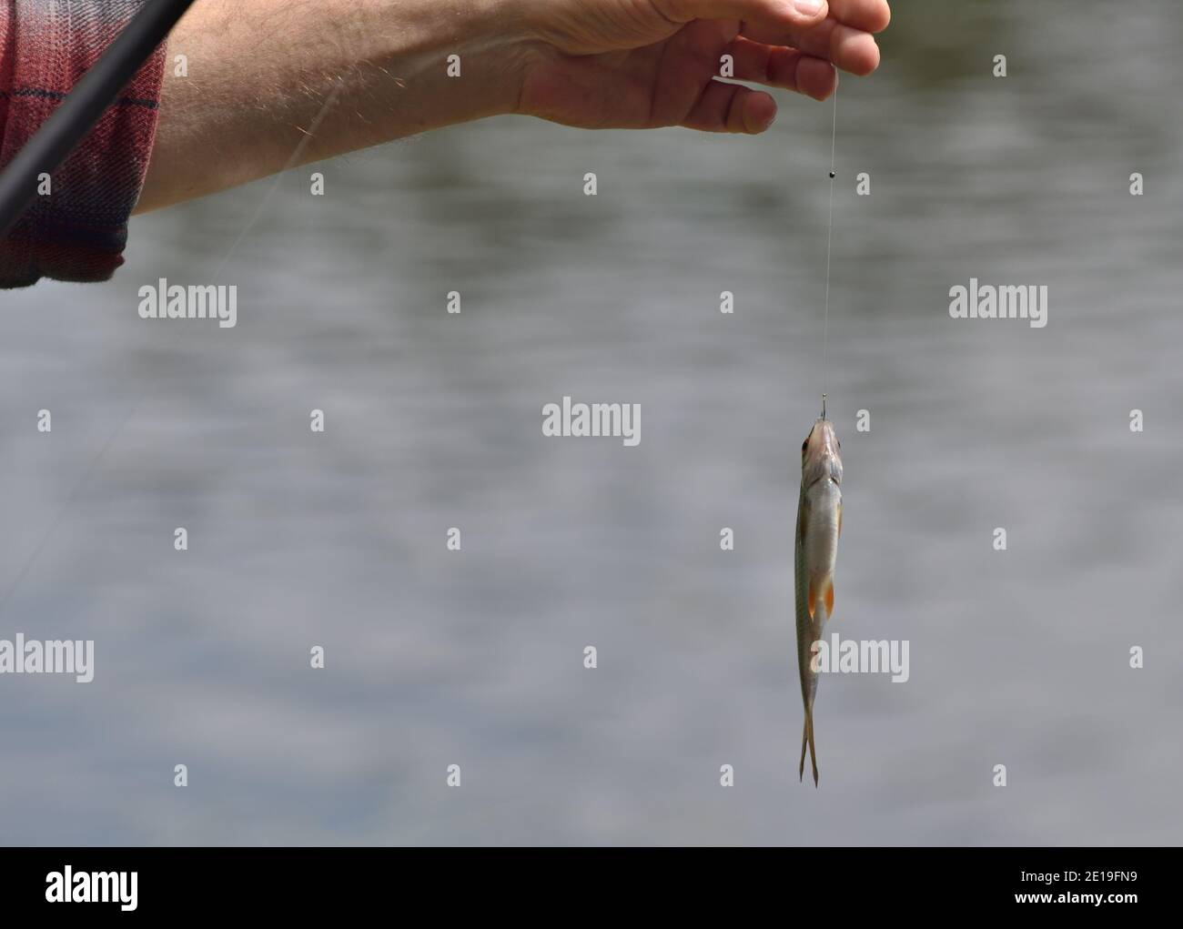 roach fish caught with a fishing rod hanging on a hook Stock Photo - Alamy
