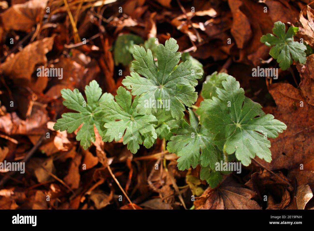 Geranium macrorrhizum or common geranium in nature. Green geranium ...