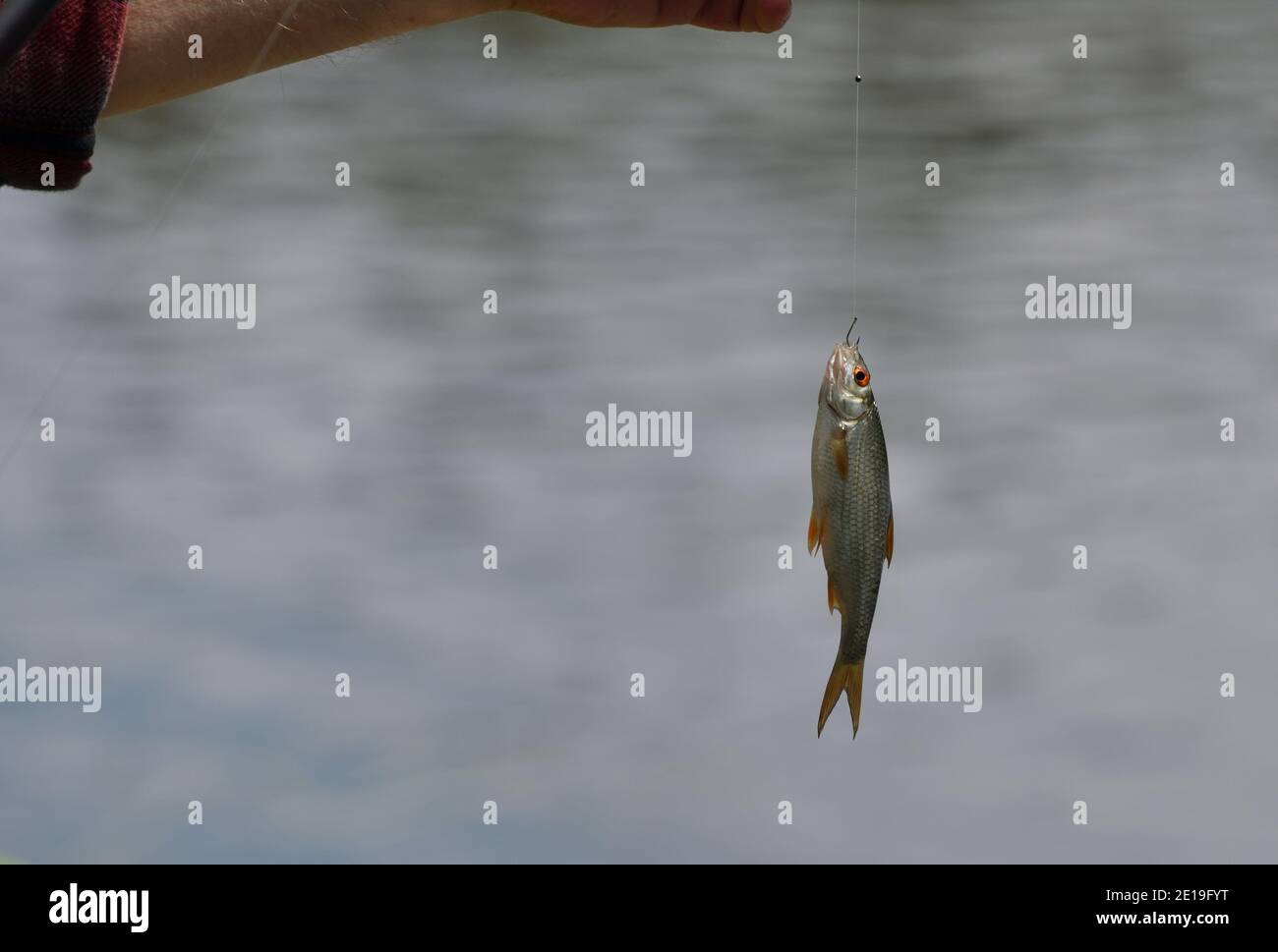 roach fish caught with a fishing rod hanging on a hook Stock Photo - Alamy