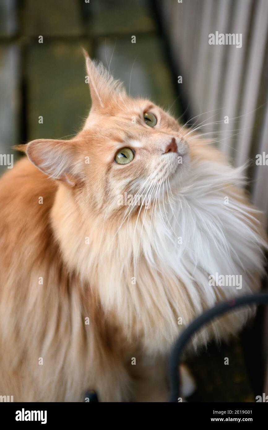 Fluffy Maine Coon cat Stock Photo - Alamy