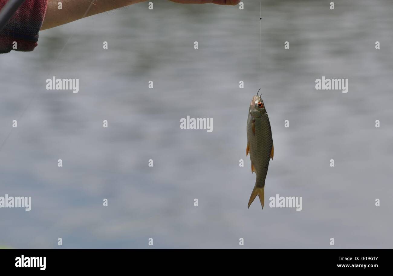 roach fish caught with a fishing rod hanging on a hook Stock Photo - Alamy