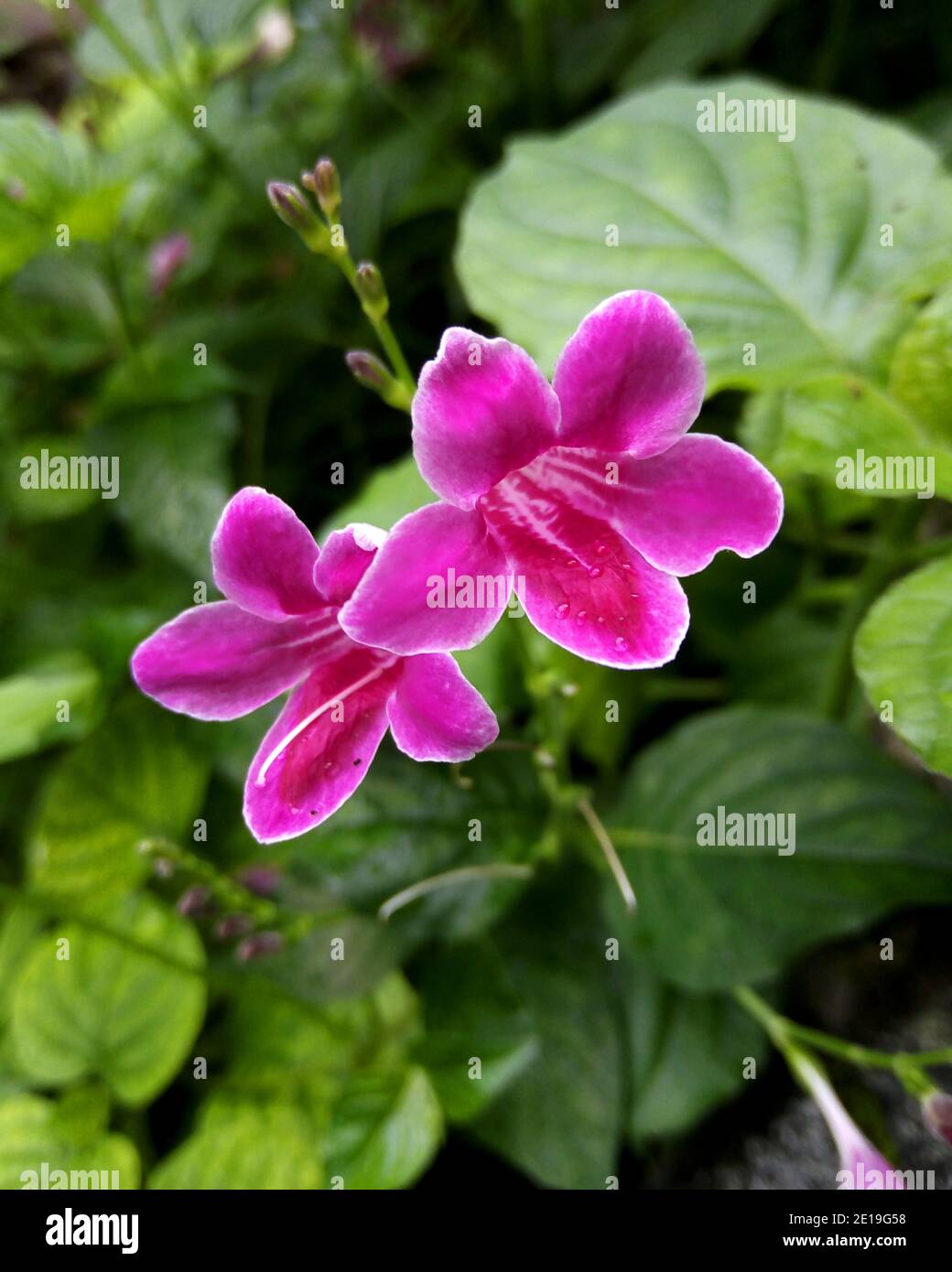 beautiful purple color flower seen in a home garden in Sri Lanka Stock ...