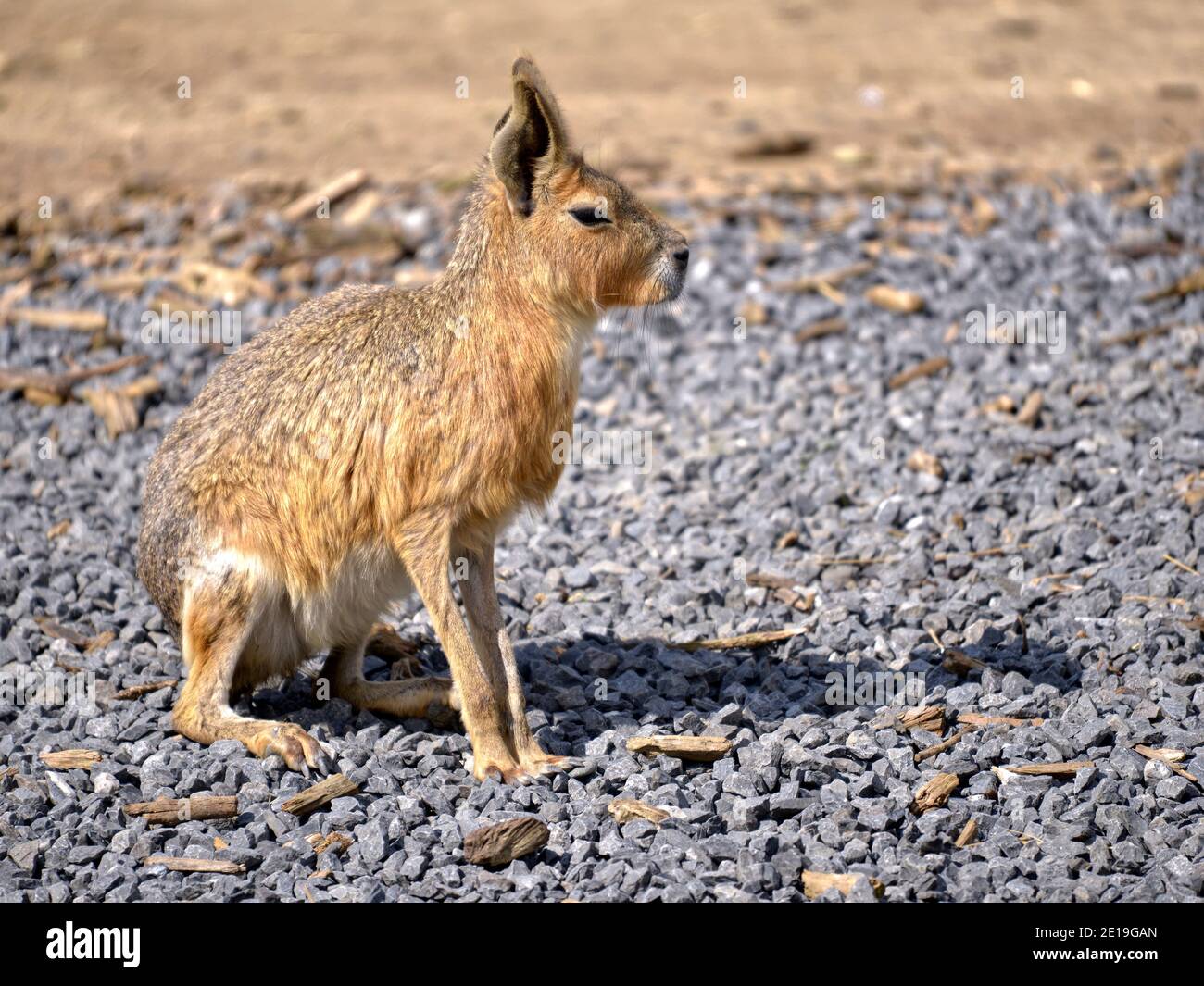 Patagonian mara (Dolichotis patagonum) sitting on gravel and seen from ...