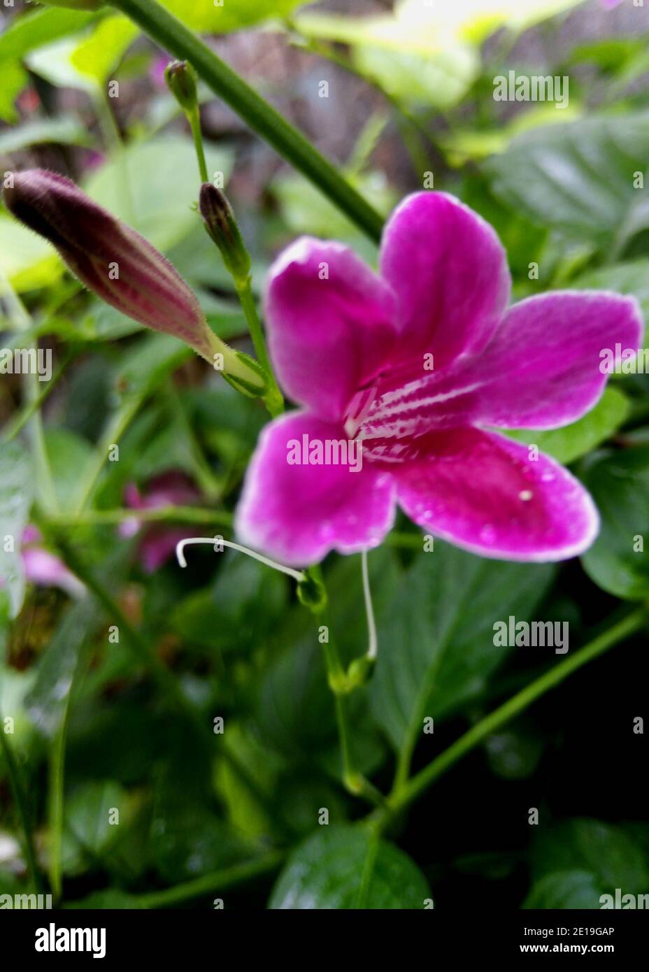 beautiful purple color flower seen in a home garden in Sri Lanka Stock ...