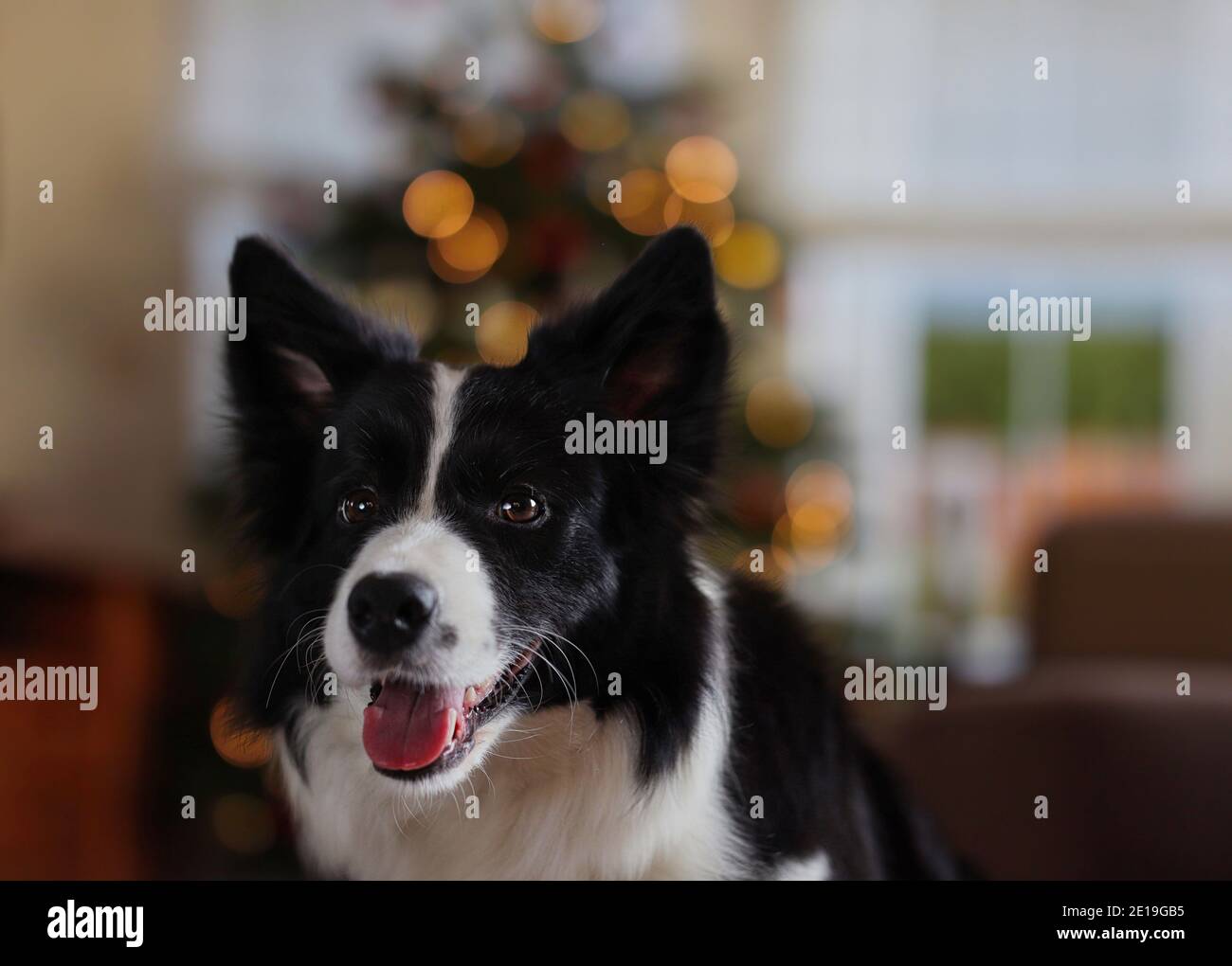 Border collie christmas lights hi-res stock photography and images - Alamy