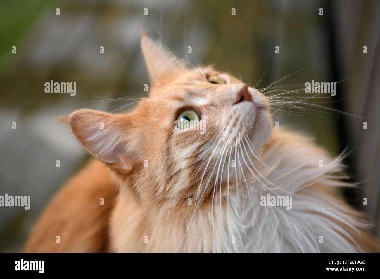 Fluffy Maine Coon cat Stock Photo - Alamy