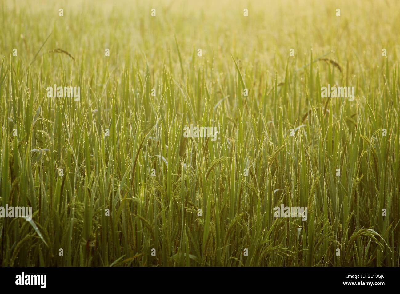 rice field india Stock Photo - Alamy