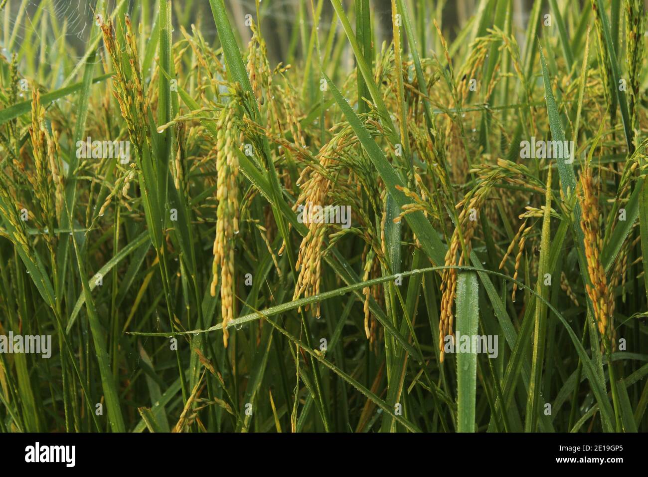 rice field india Stock Photo - Alamy